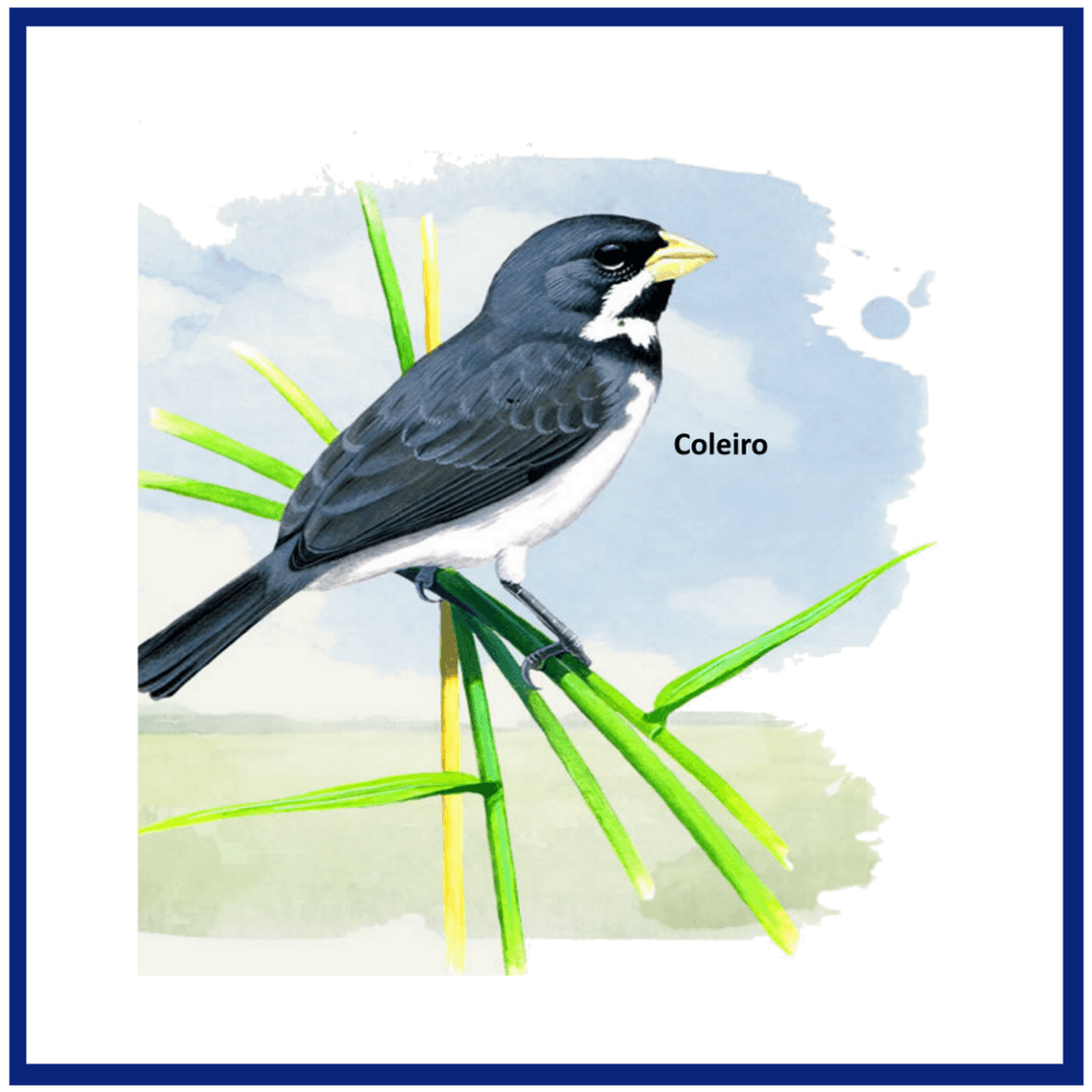 Alcon Club Coleiro Green Super Premium 5Kg Kit Com 2 - Drogaria Sao Paulo