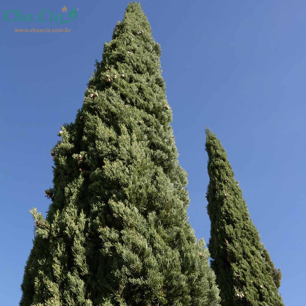 Chá de Cipreste - Cupressus sempervirens L. 100g - Drogaria Sao Paulo